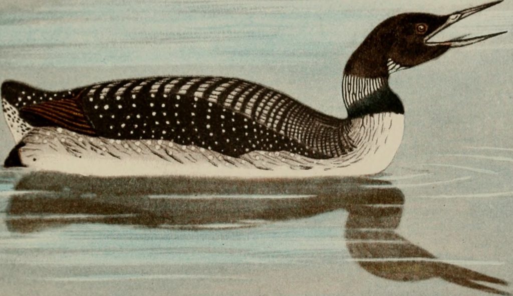 Rye Playland – Edgar A. Mearns Bird Club