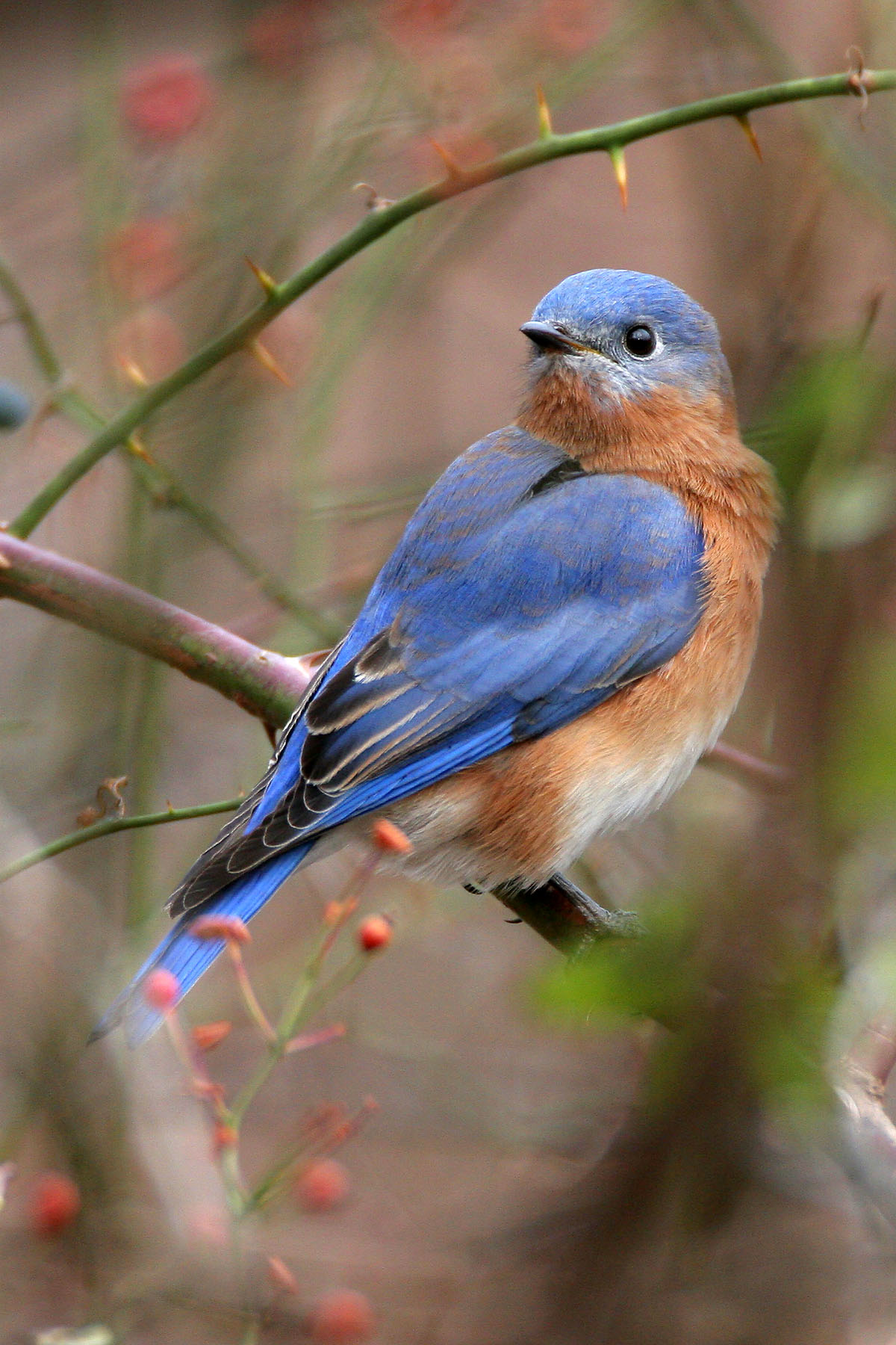 Edgar A. Mearns Bird Club