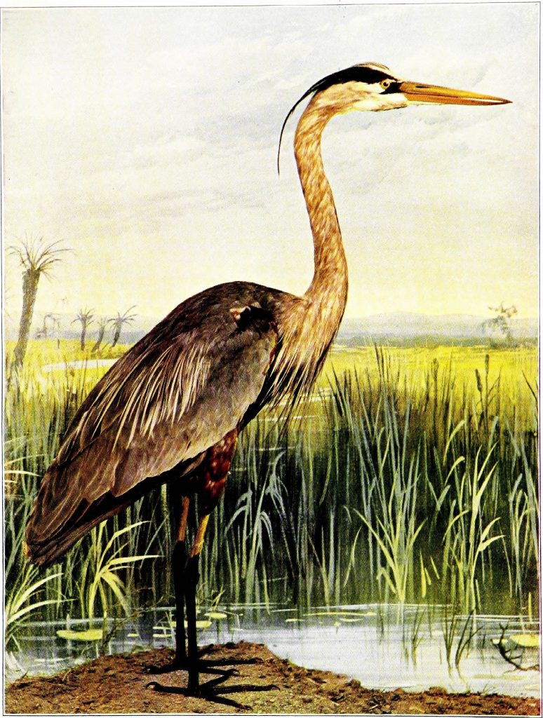 Stewart State Forest – Edgar A. Mearns Bird Club