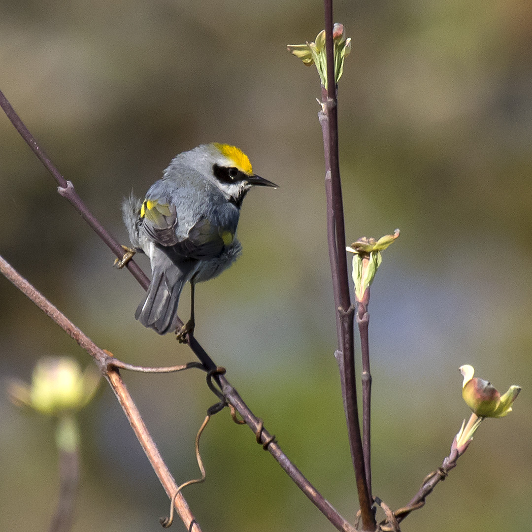 Edgar A. Mearns Bird Club