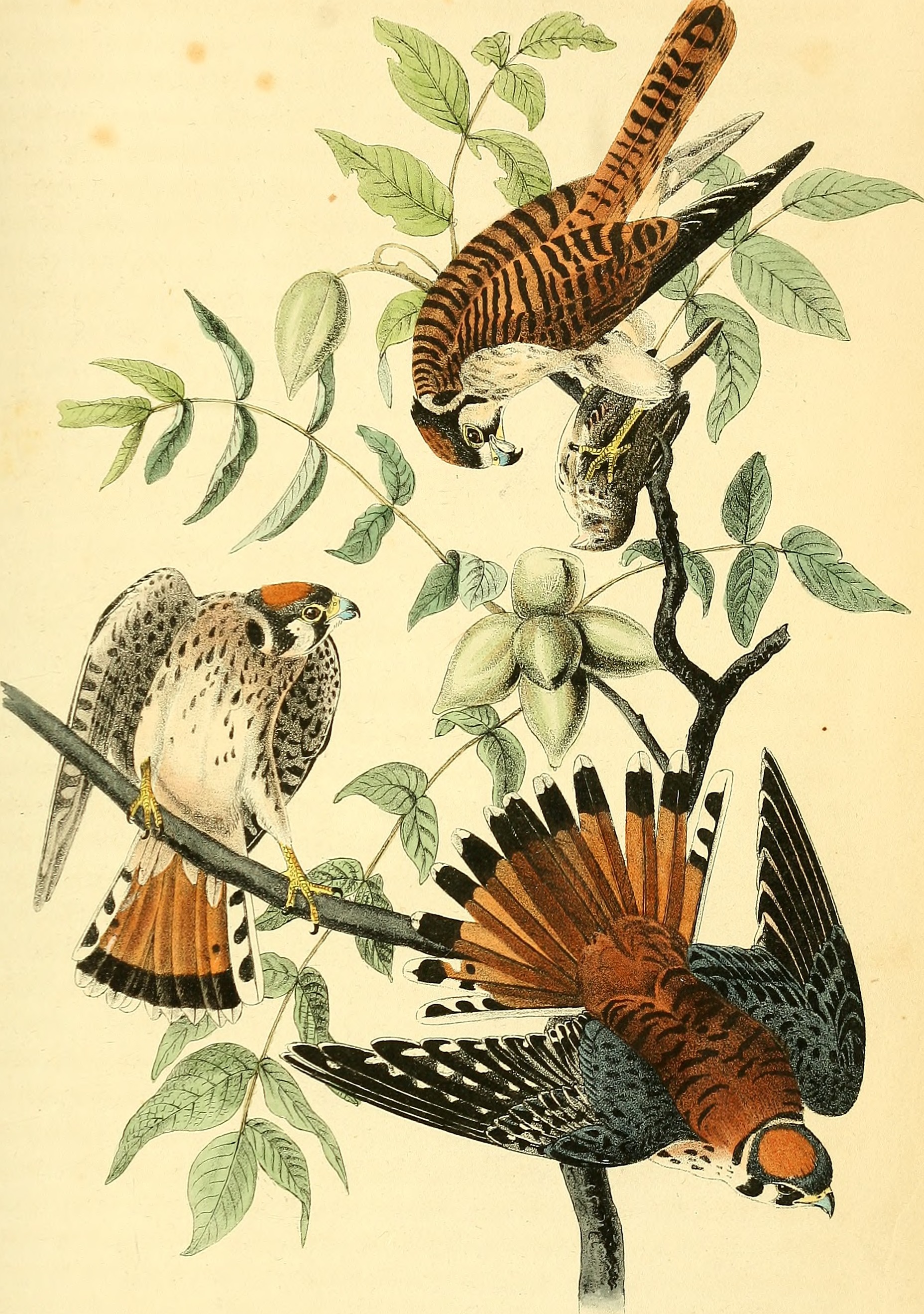 Field Trips – Edgar A. Mearns Bird Club