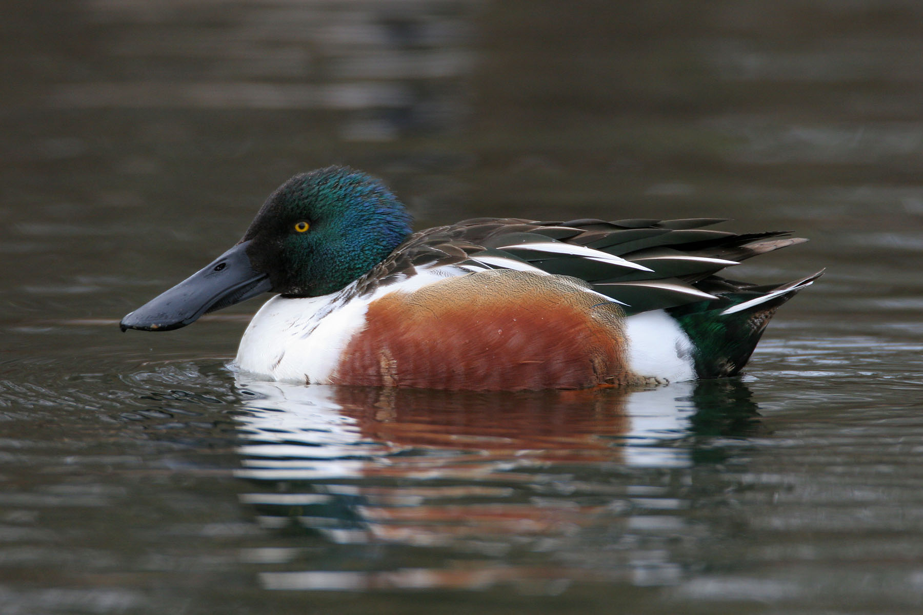 Edgar A. Mearns Bird Club