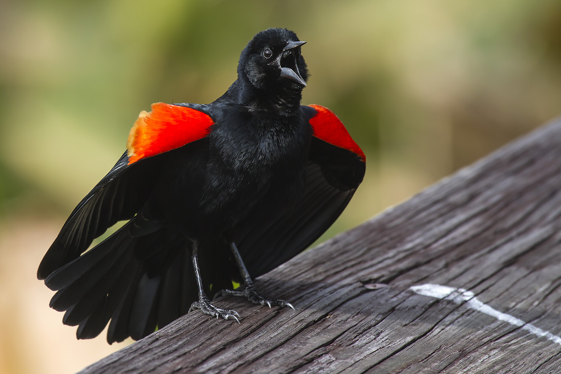 Edgar A. Mearns Bird Club