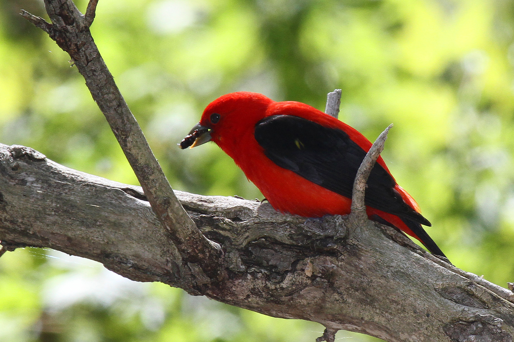 Edgar A. Mearns Bird Club
