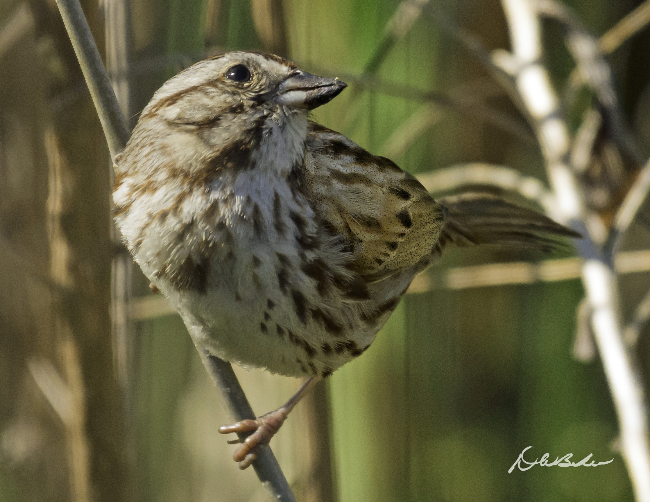 Edgar A. Mearns Bird Club