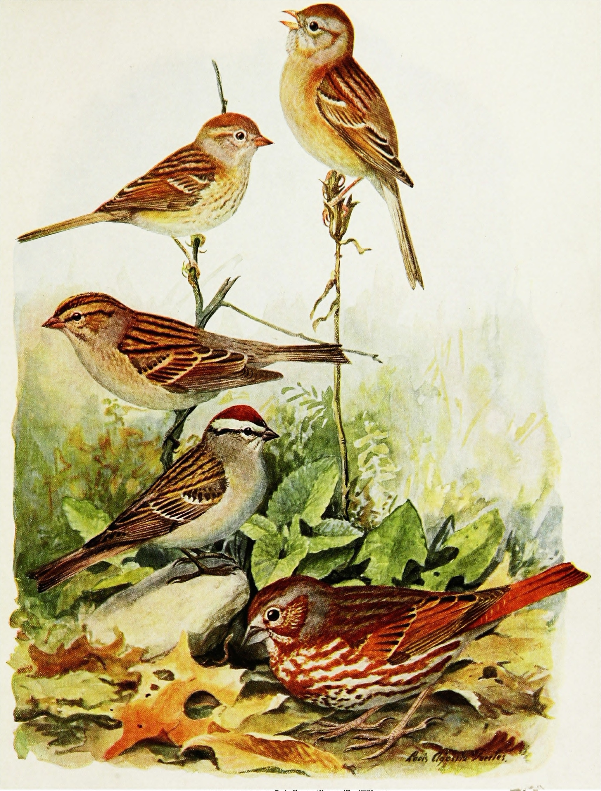 Birding Links – Edgar A. Mearns Bird Club