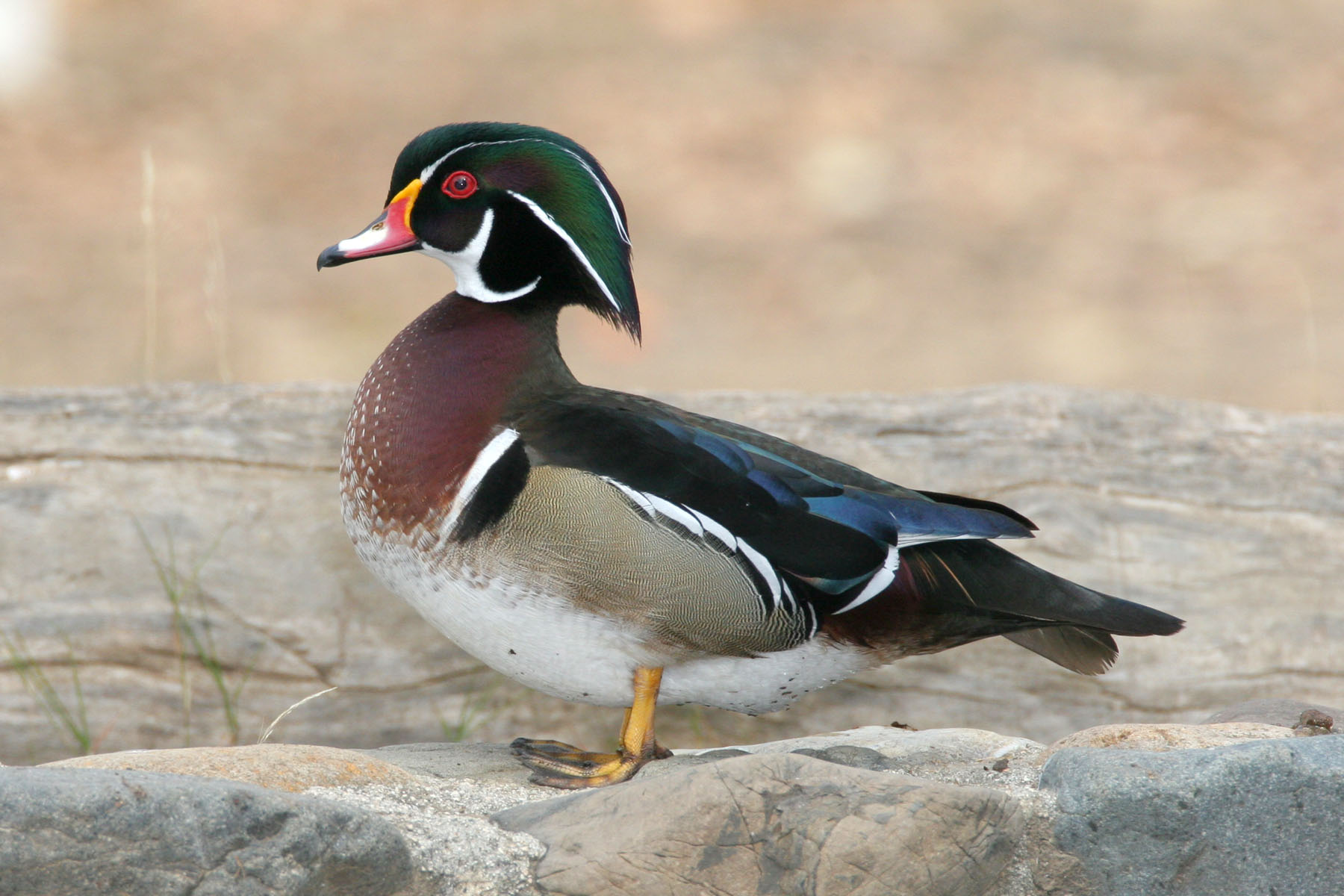 Edgar A. Mearns Bird Club