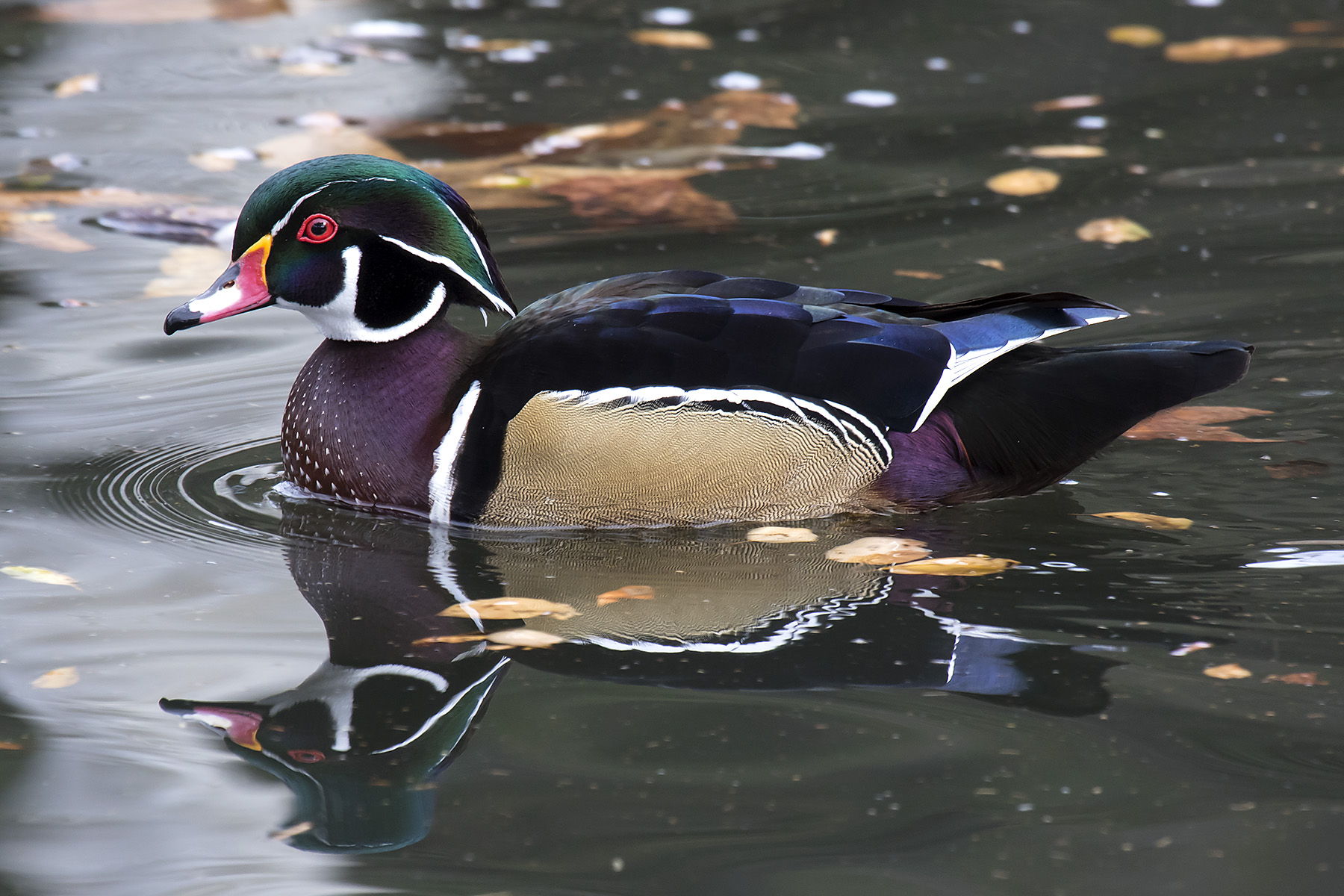 Edgar A. Mearns Bird Club