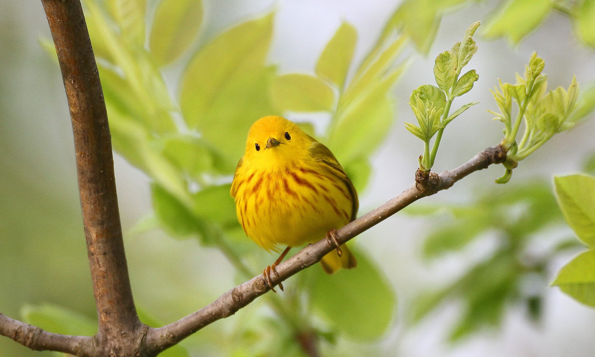 cropped-Yellow-Warbler-AW.jpg – Edgar A. Mearns Bird Club