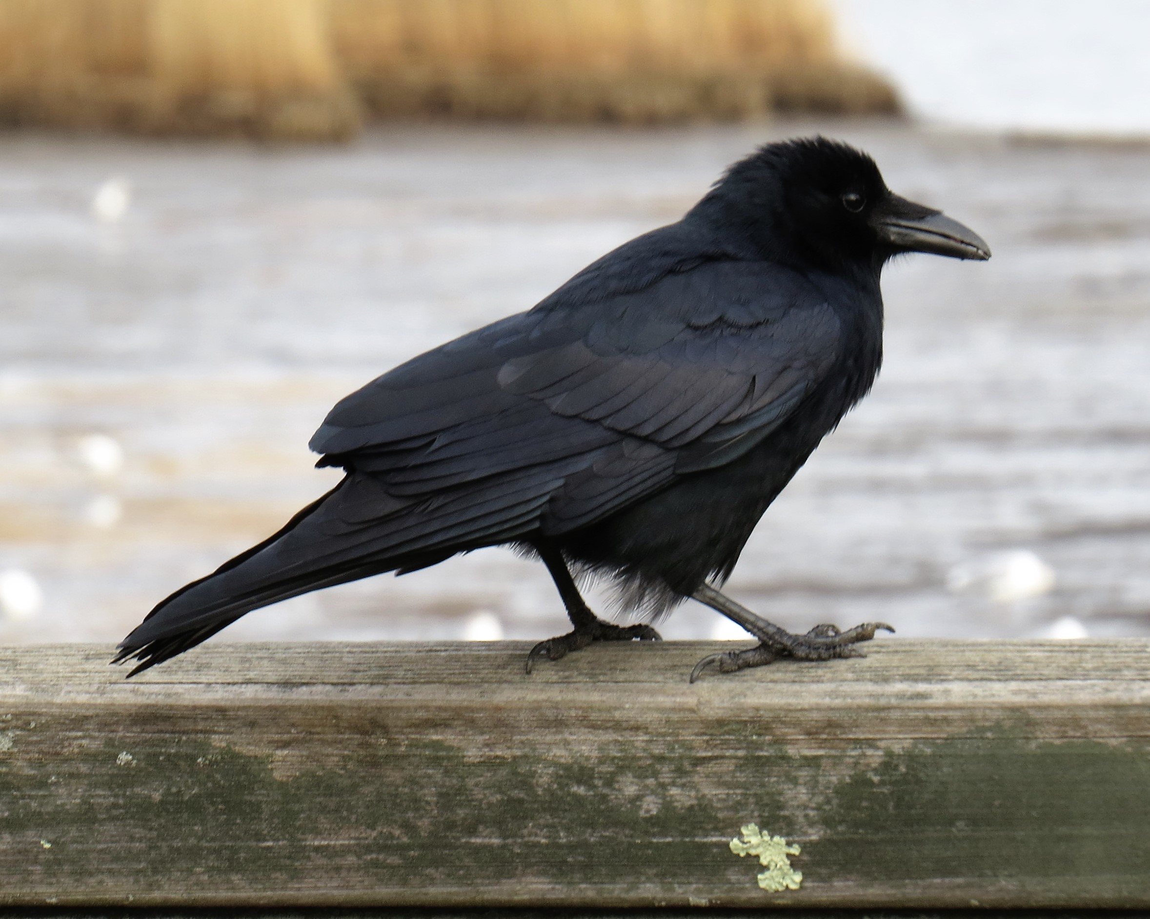 Edgar A. Mearns Bird Club
