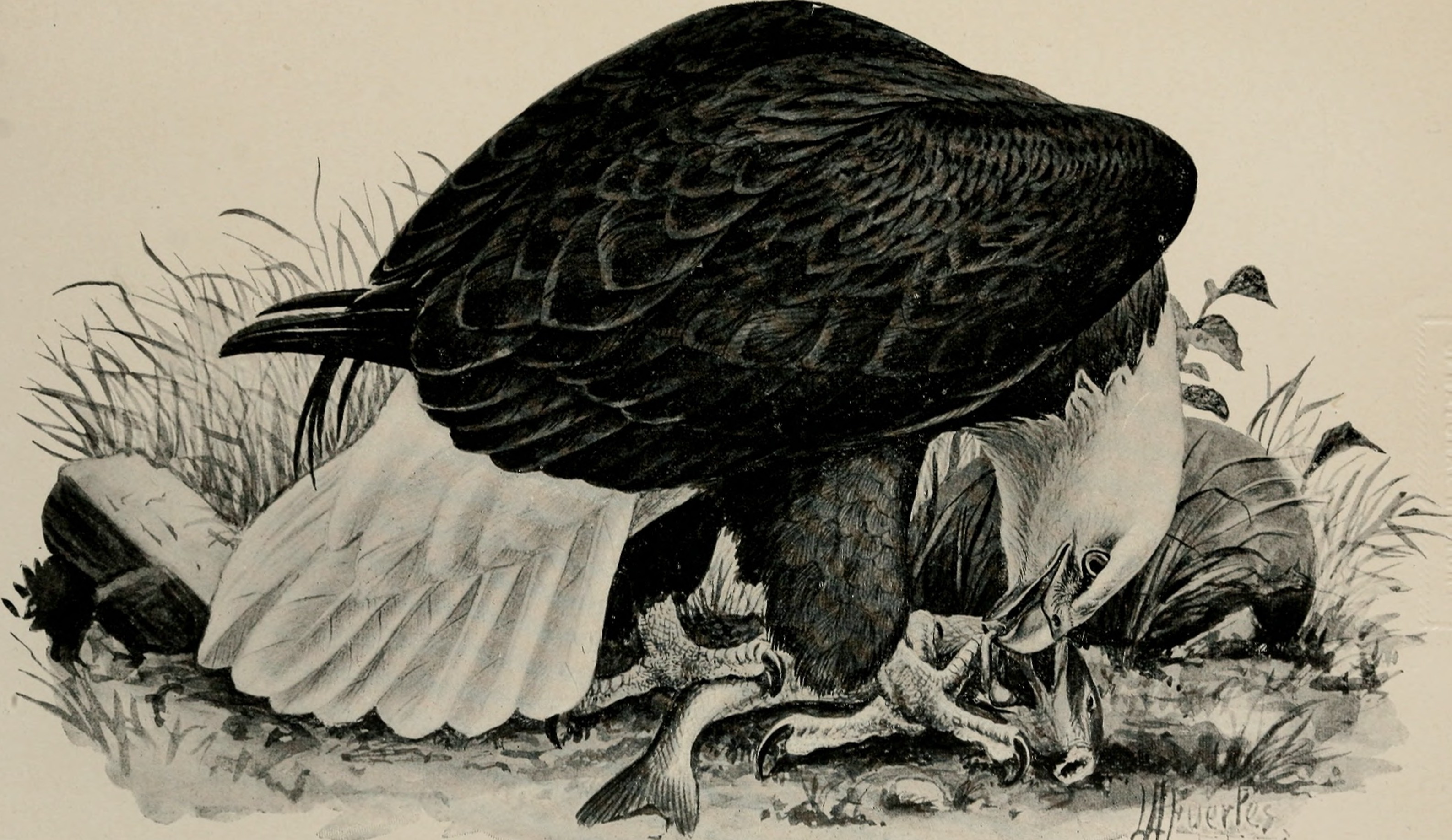 Winter Eagle Field Trip Locations – Edgar A. Mearns Bird Club