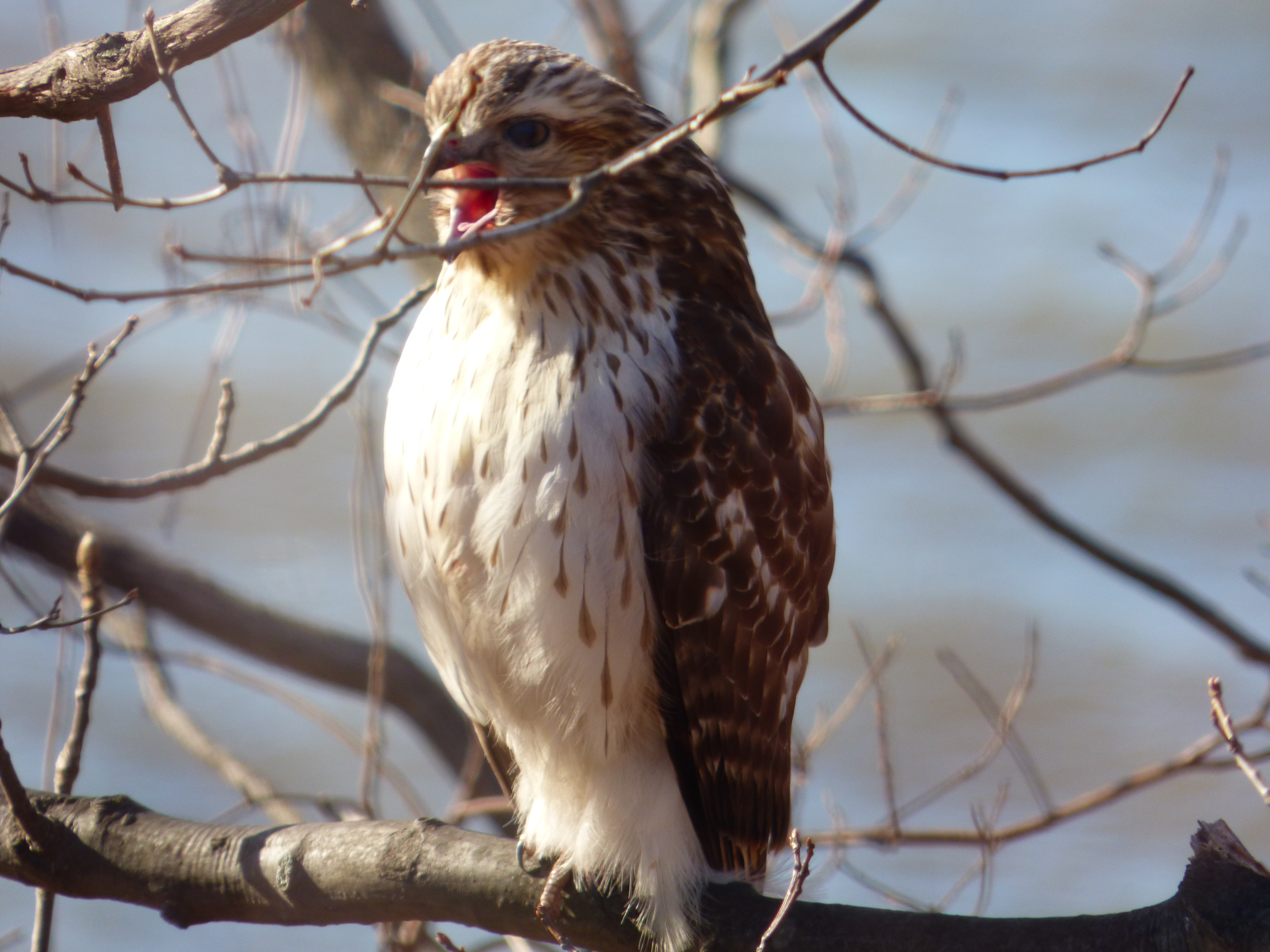 Edgar A. Mearns Bird Club