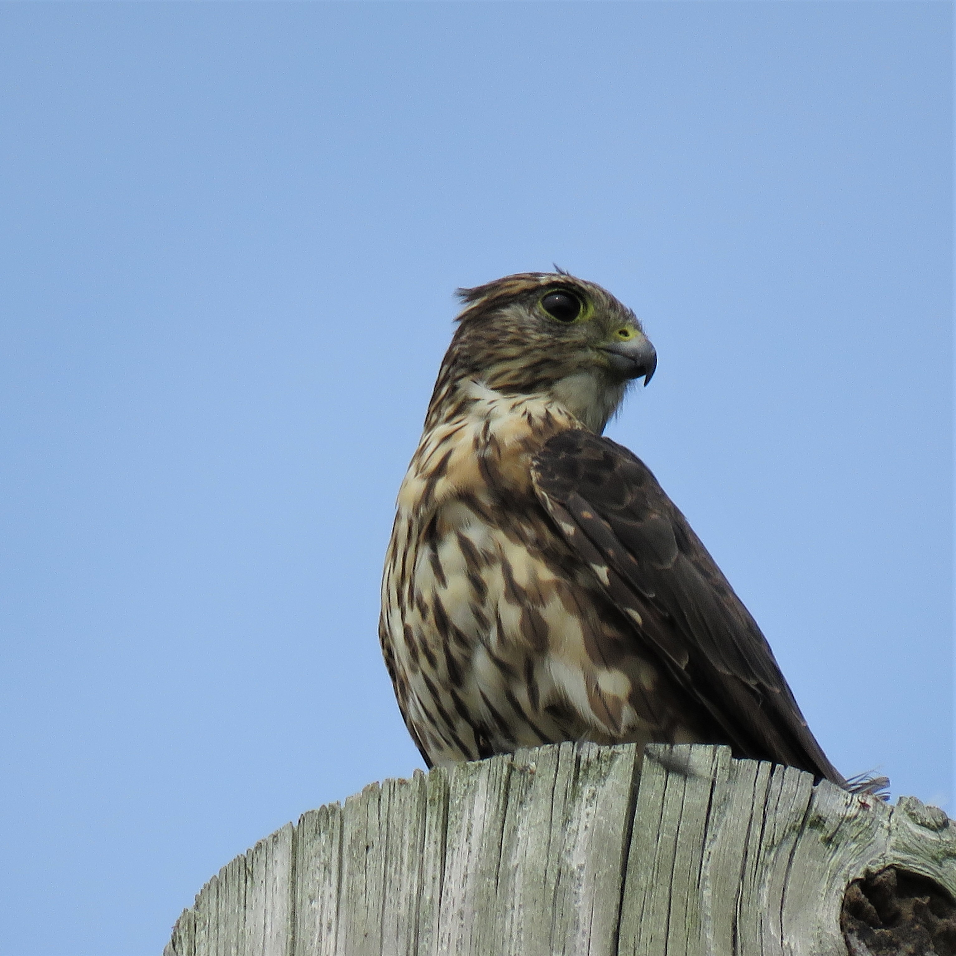 Edgar A. Mearns Bird Club