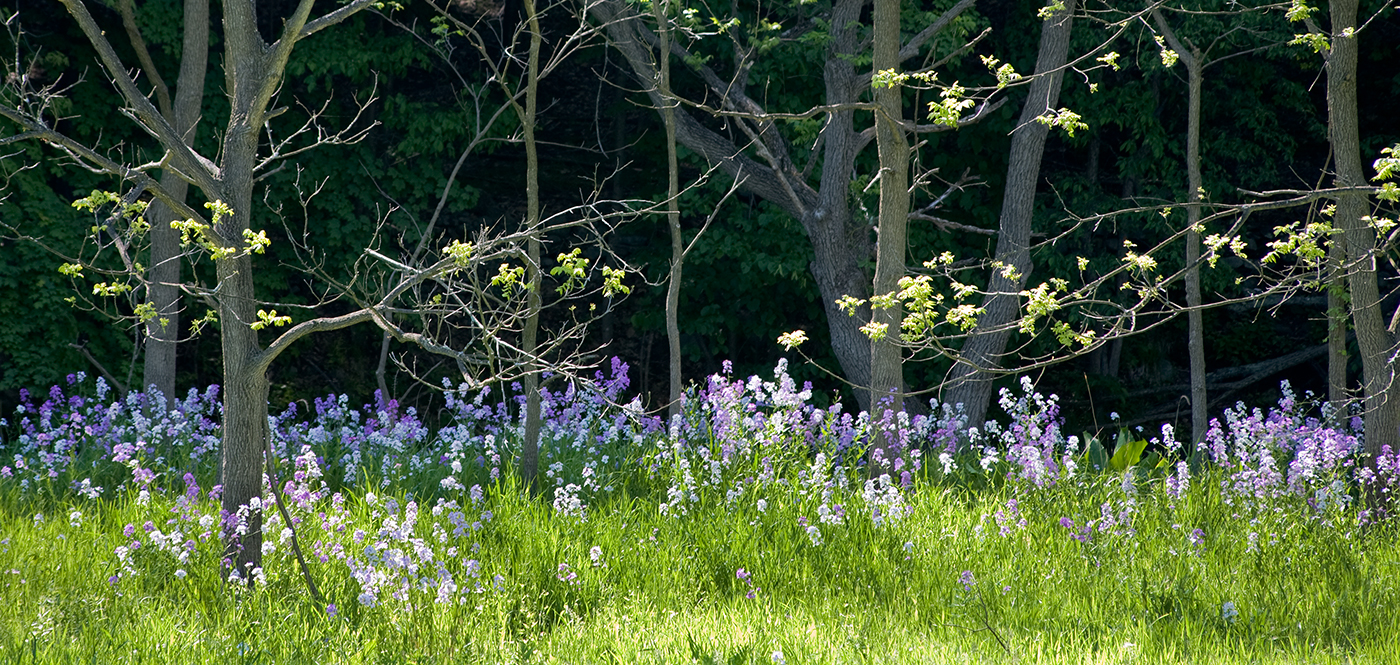 Phlox-Lacey-Trees-Nick-Zungoli – Edgar A. Mearns Bird Club