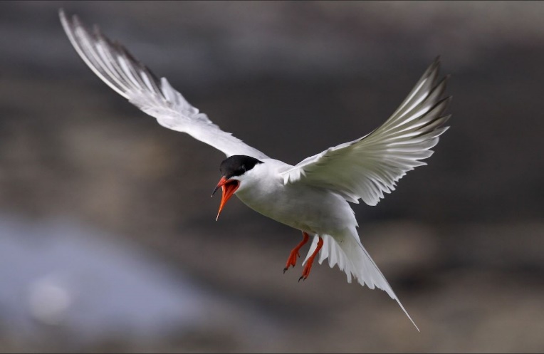 NY BBA III Breeding Codes: Possibles and Probables – Edgar A. Mearns ...