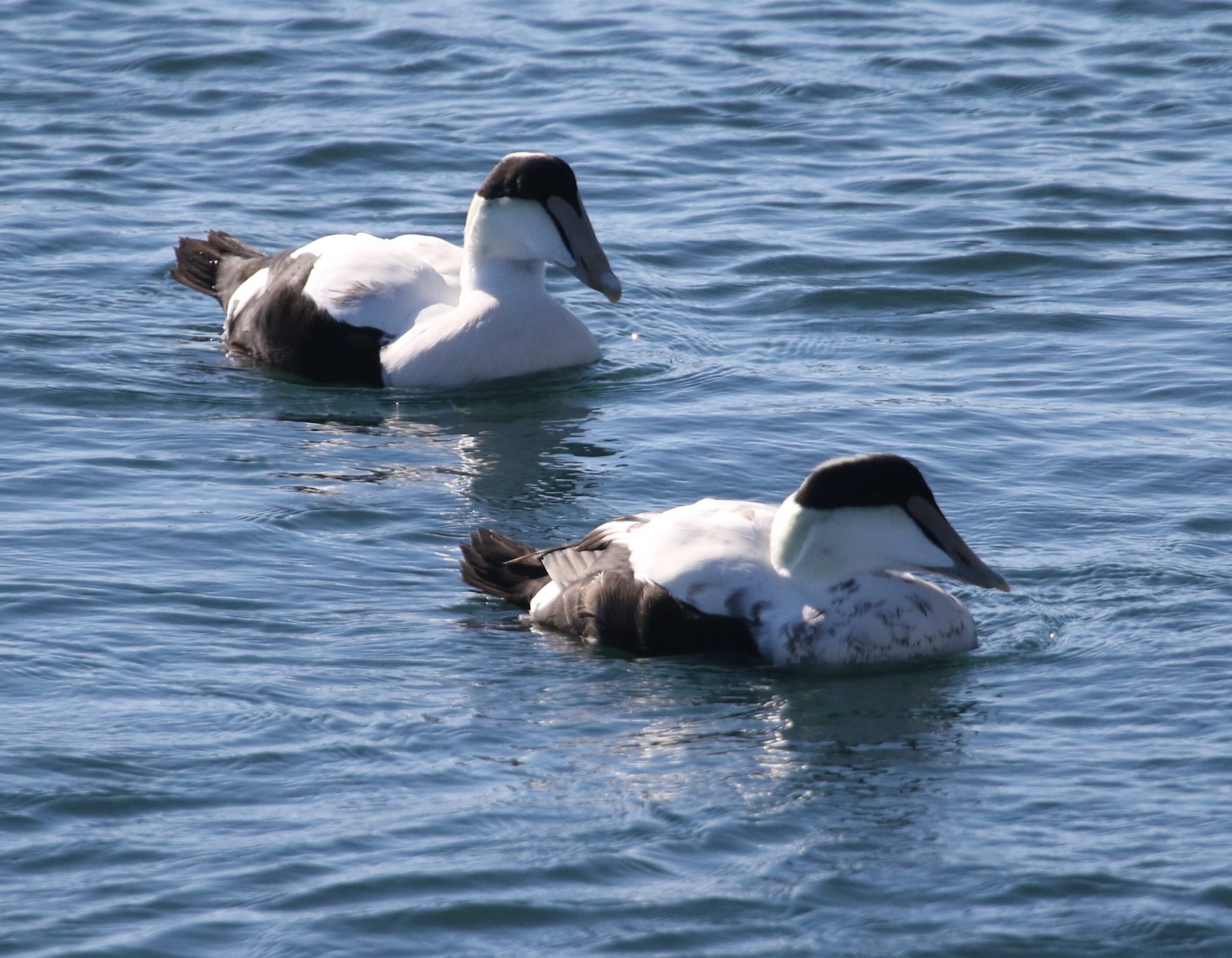 Common Eiders – Edgar A. Mearns Bird Club