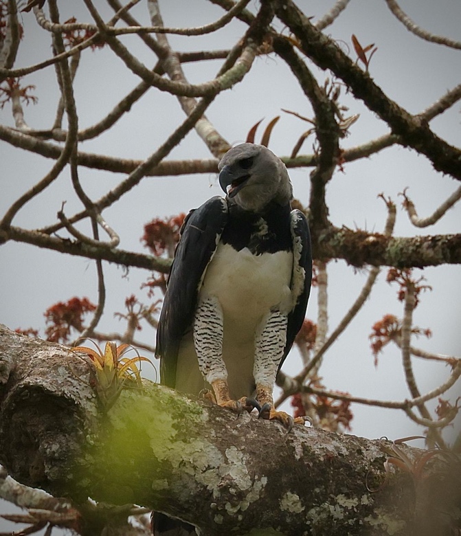 Quest for the Harpy Eagle – Edgar A. Mearns Bird Club